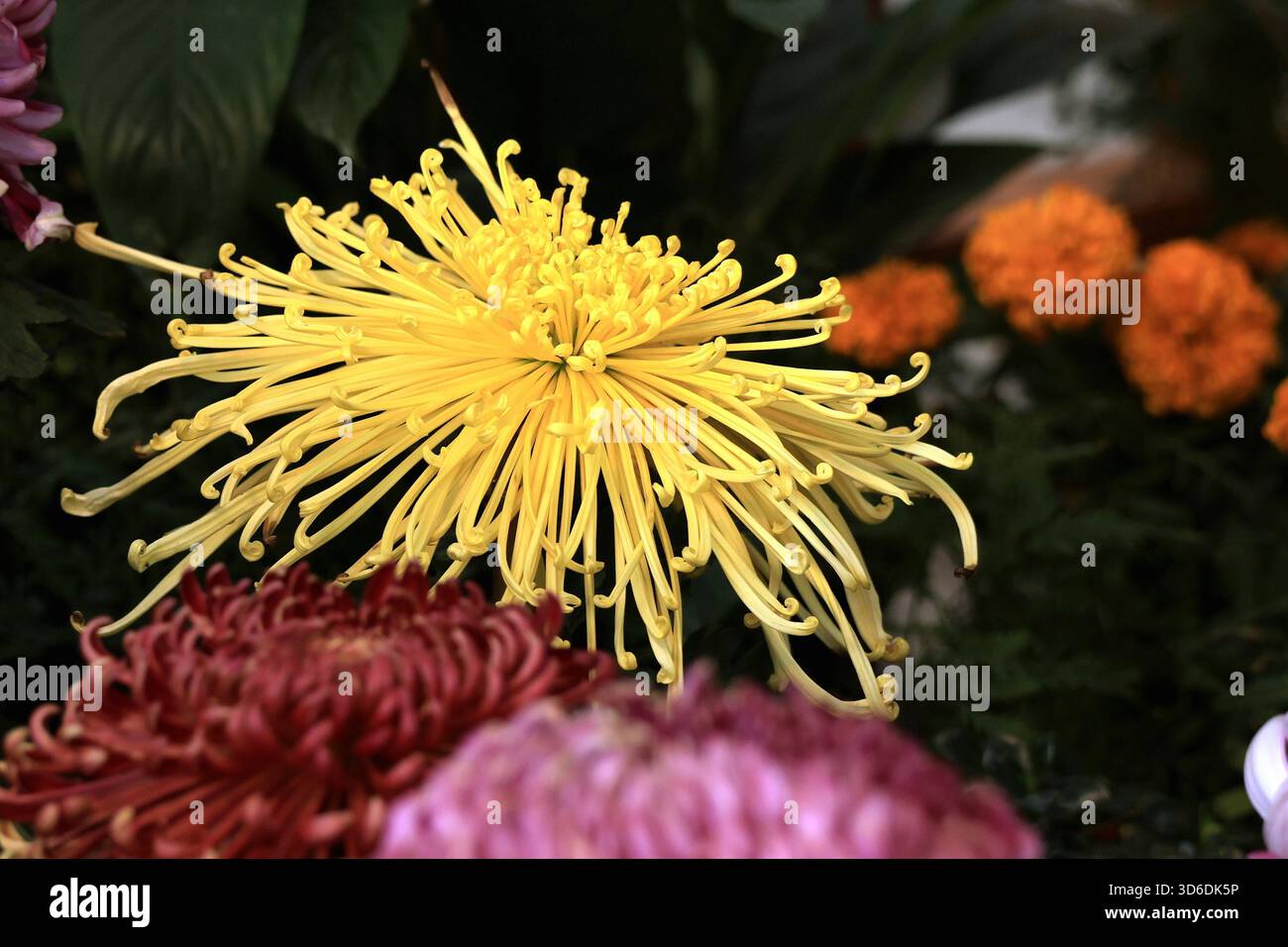Aerial photo shows the colorful chrysanthemum in Sheyang County ...