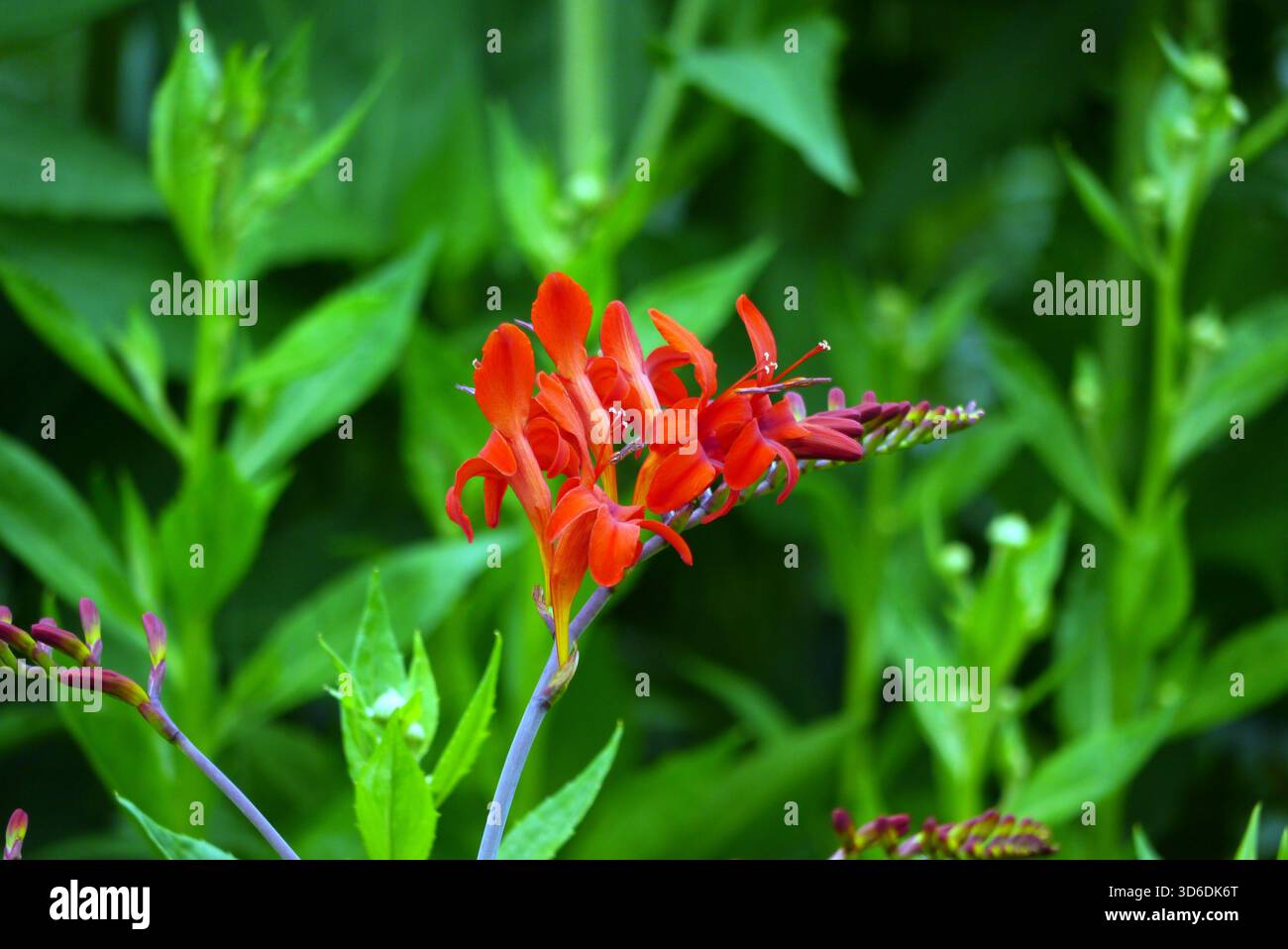 Single Red Crocosmia 'Lucifer' (Coppertips/Montbretia) Flower on ...
