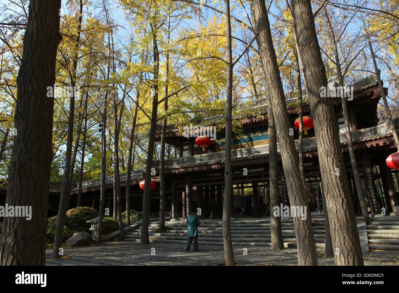 Golden ginkgo trees outside of the Tang Ci’en Temple Heritage Park in ...