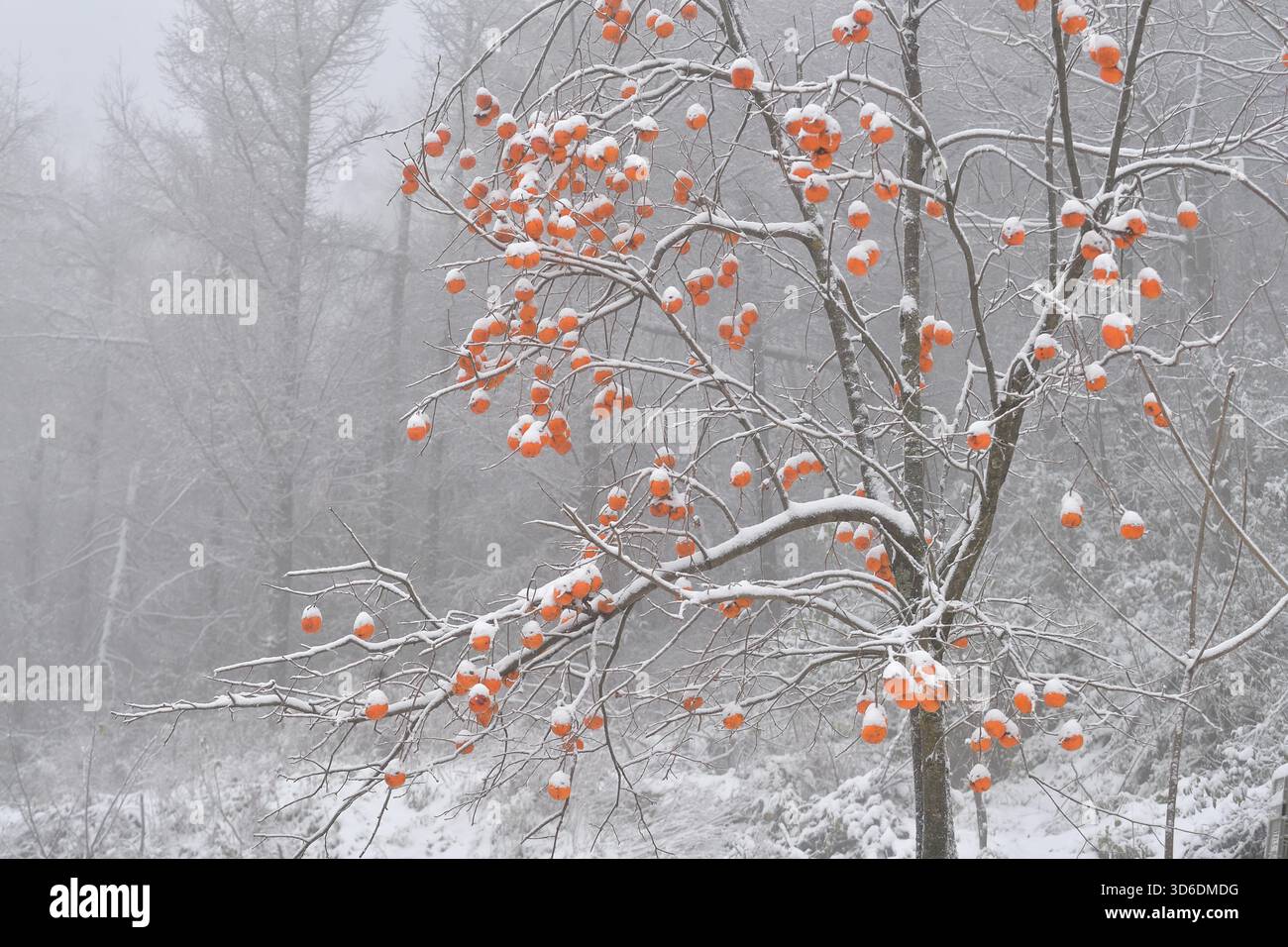 Snow scenery in Baokang County, Xiangyang City, central China's Hubei ...