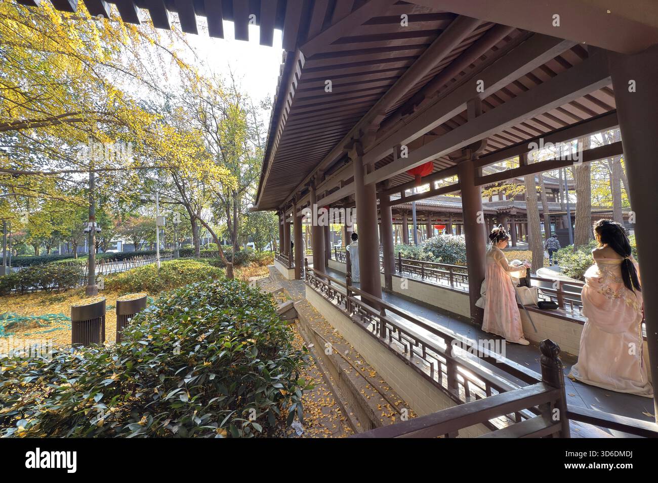 Golden ginkgo trees outside of the Tang Ci’en Temple Heritage Park in ...