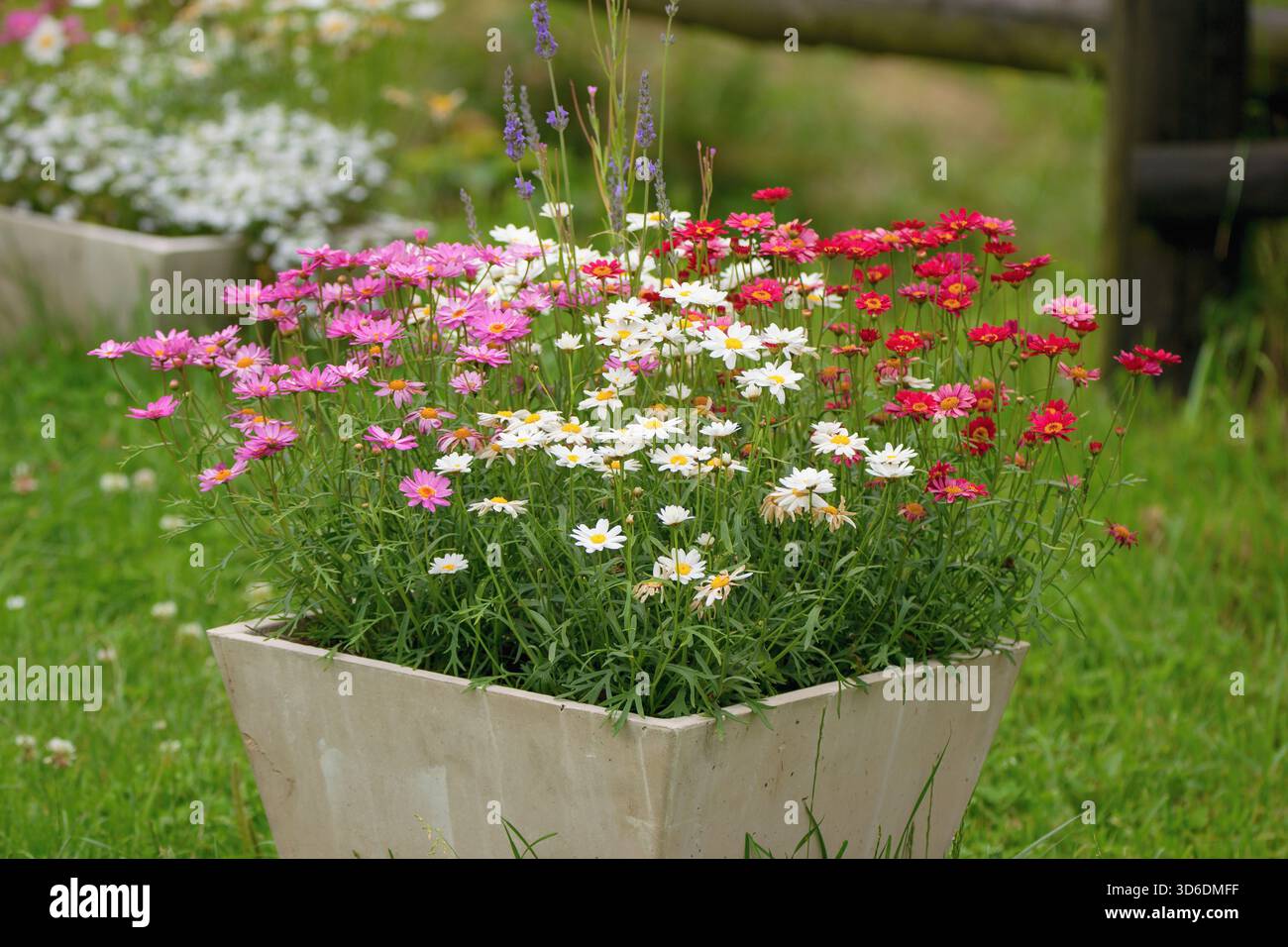 Paris daisy, marguerite or marguerite daisy (Argyranthemum frutescens ...
