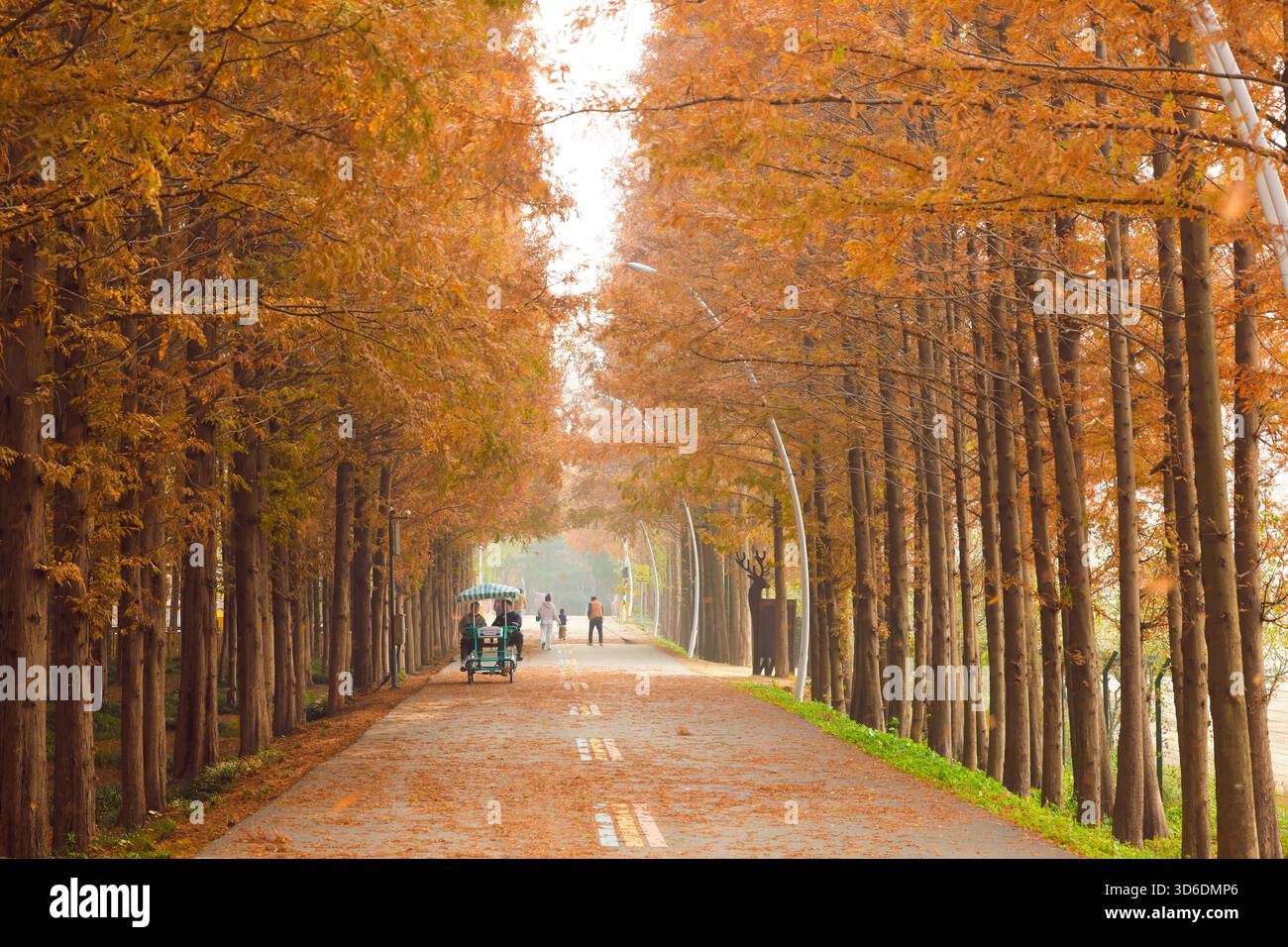 Metasequoia forest enters the best viewing time at a park in Rizhao ...