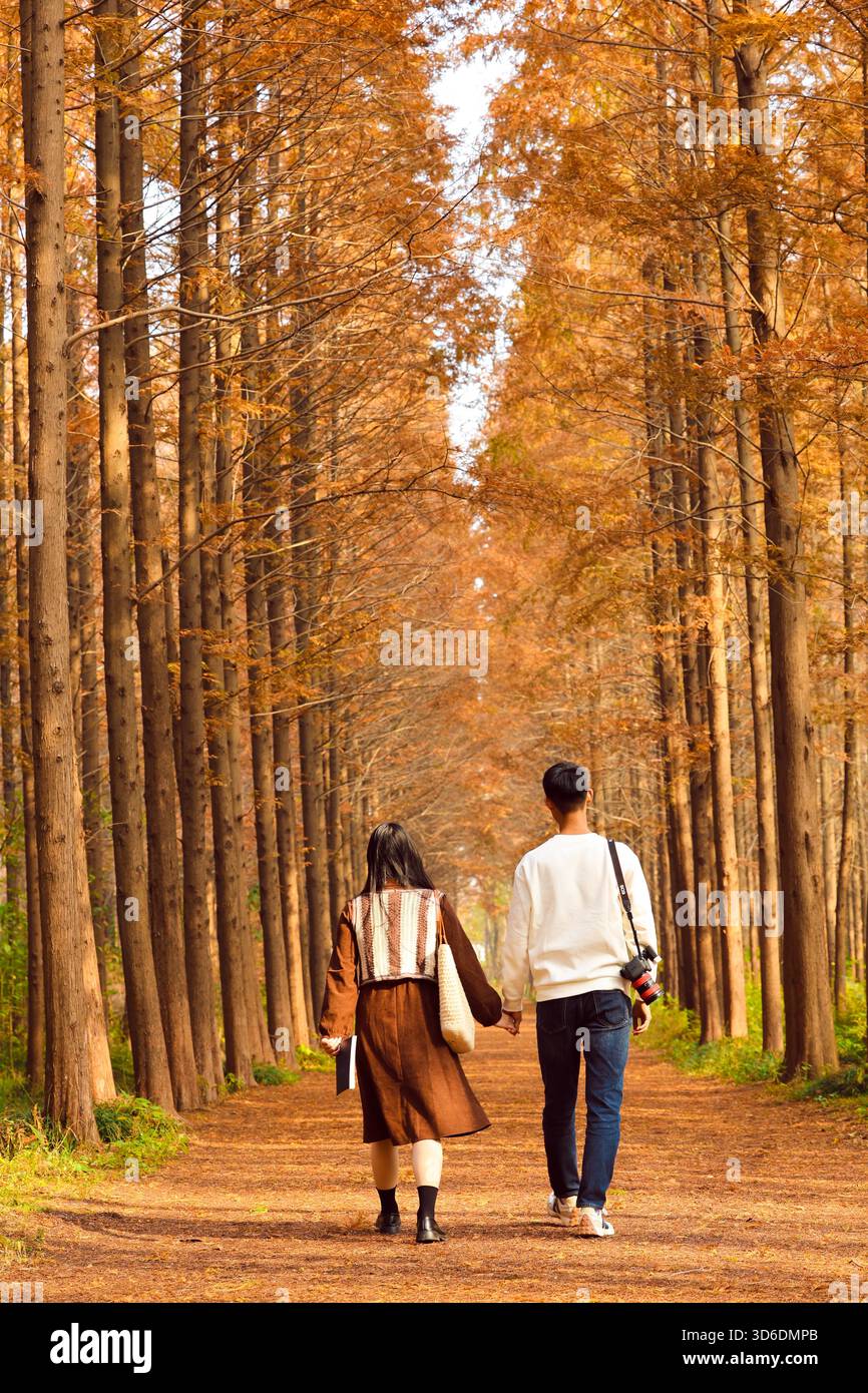 Metasequoia forest enters the best viewing time at a park in Rizhao ...
