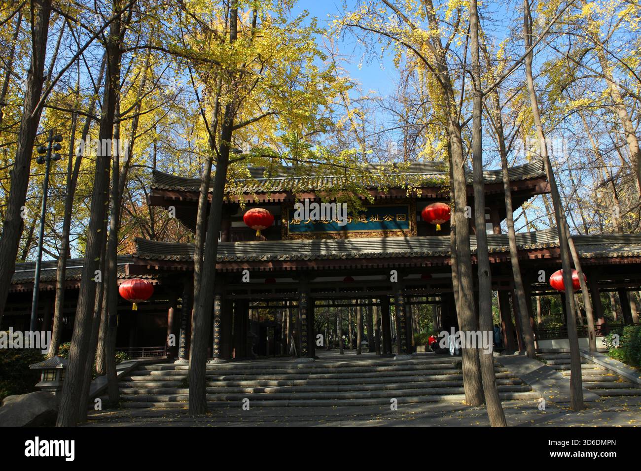Golden ginkgo trees outside of the Tang Ci’en Temple Heritage Park in ...