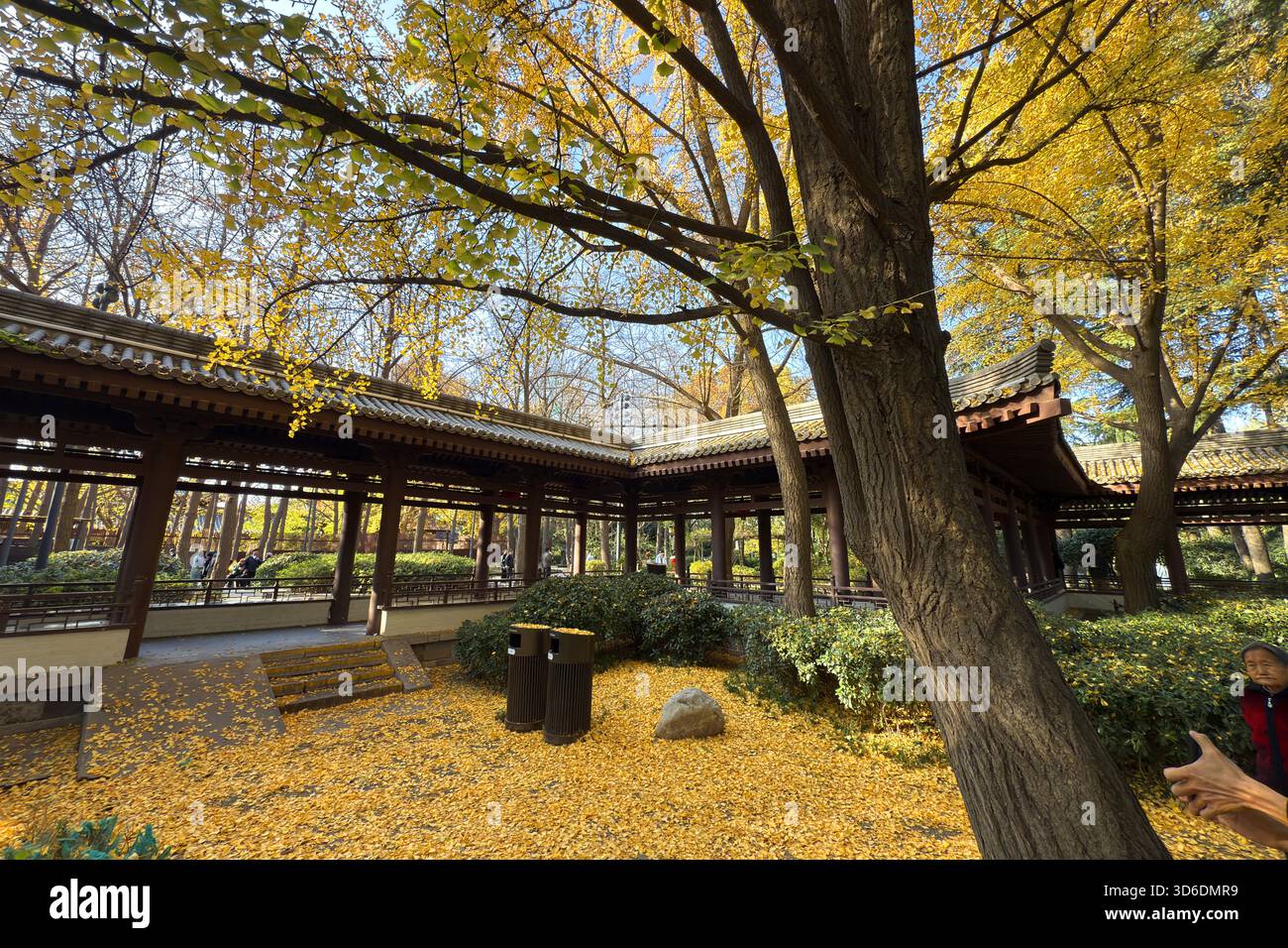 Golden ginkgo trees outside of the Tang Ci’en Temple Heritage Park in ...