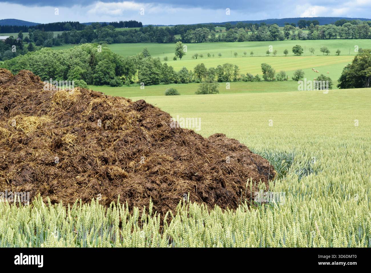 Pile of farmland manure on the field Stock Photo - Alamy