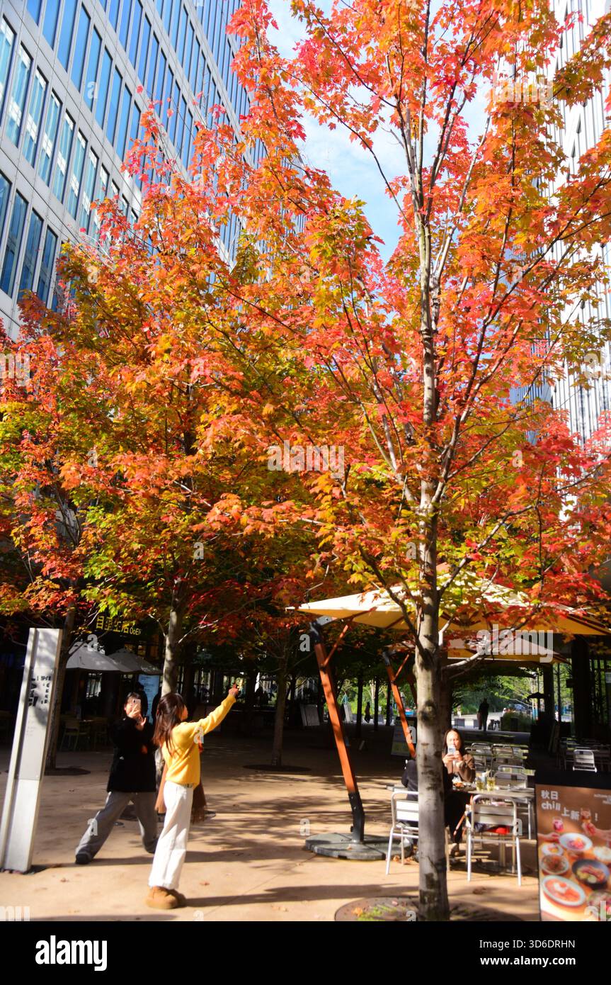 Colorful maple trees in Hangzhou City, east China's Zhejiang Province ...
