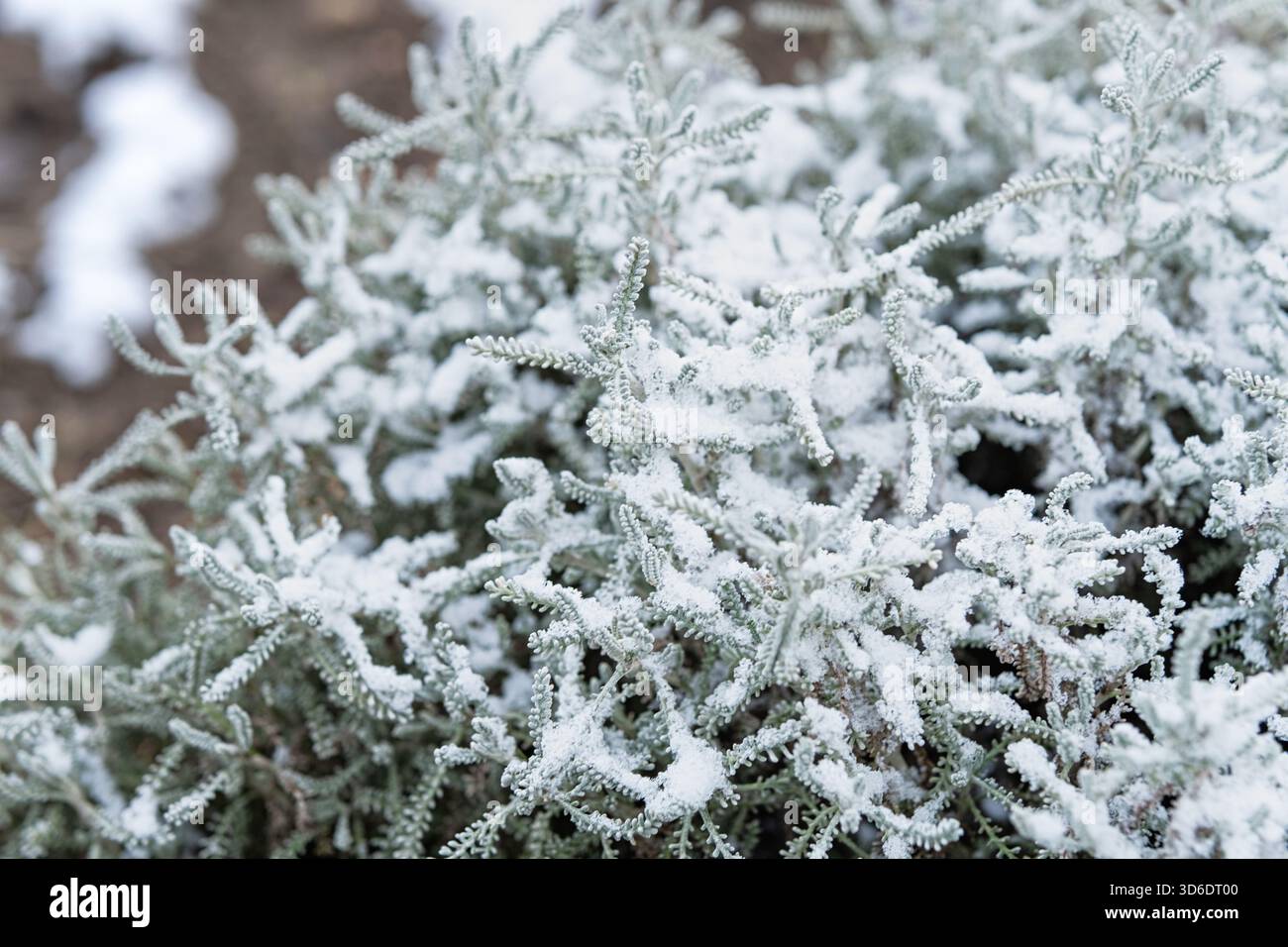 Santolina chamaecyparissus shrub covered with fresh snow in winter ...