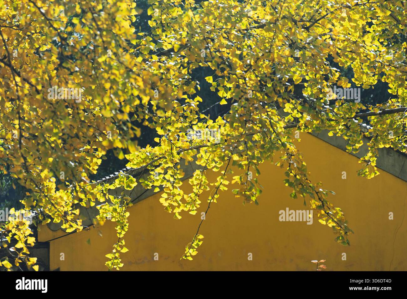 Ginkgo trees enter the best viewing time at Yuhuatai scenic area in Nanjing City, east China's ...