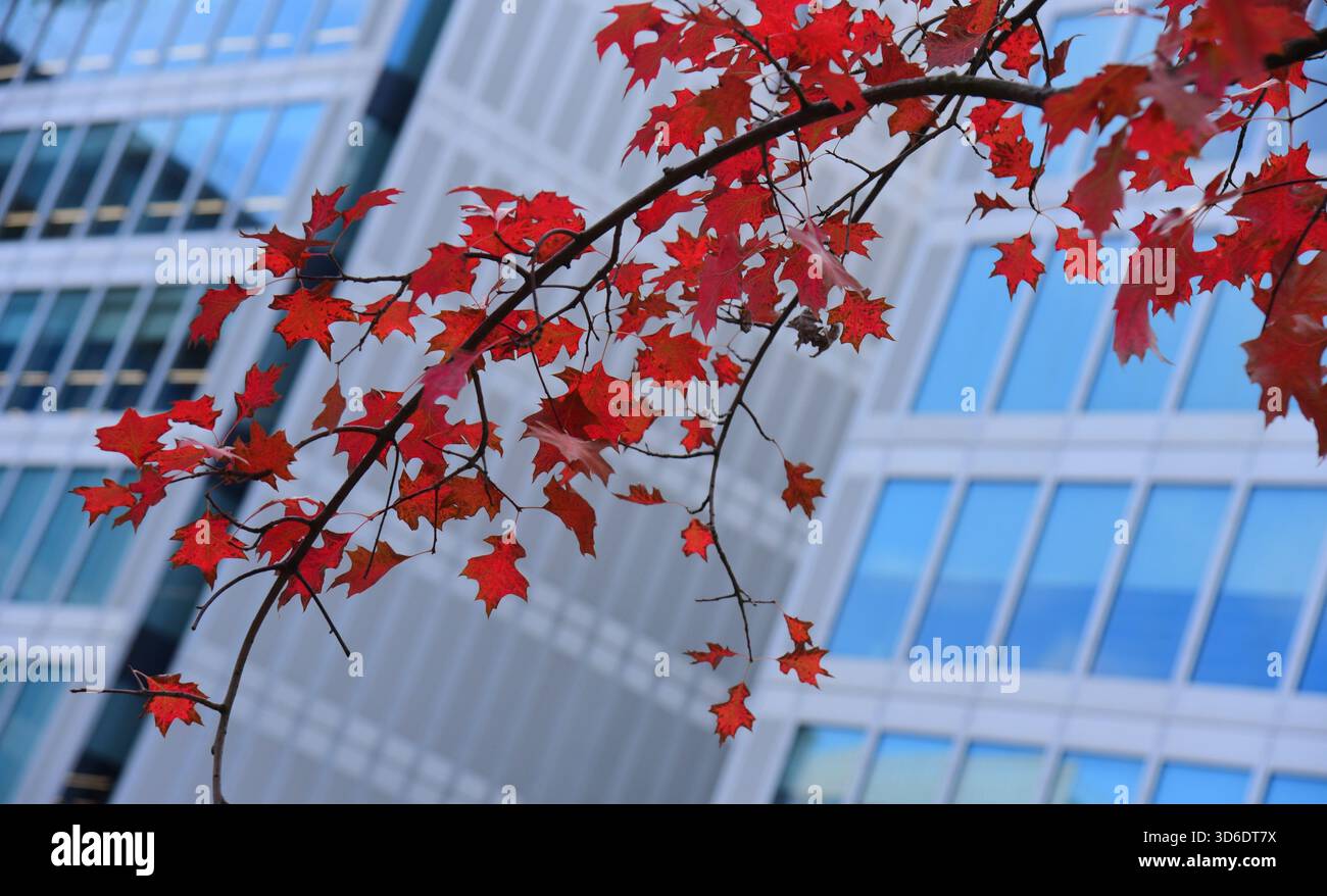 Colorful maple trees in Hangzhou City, east China's Zhejiang Province ...