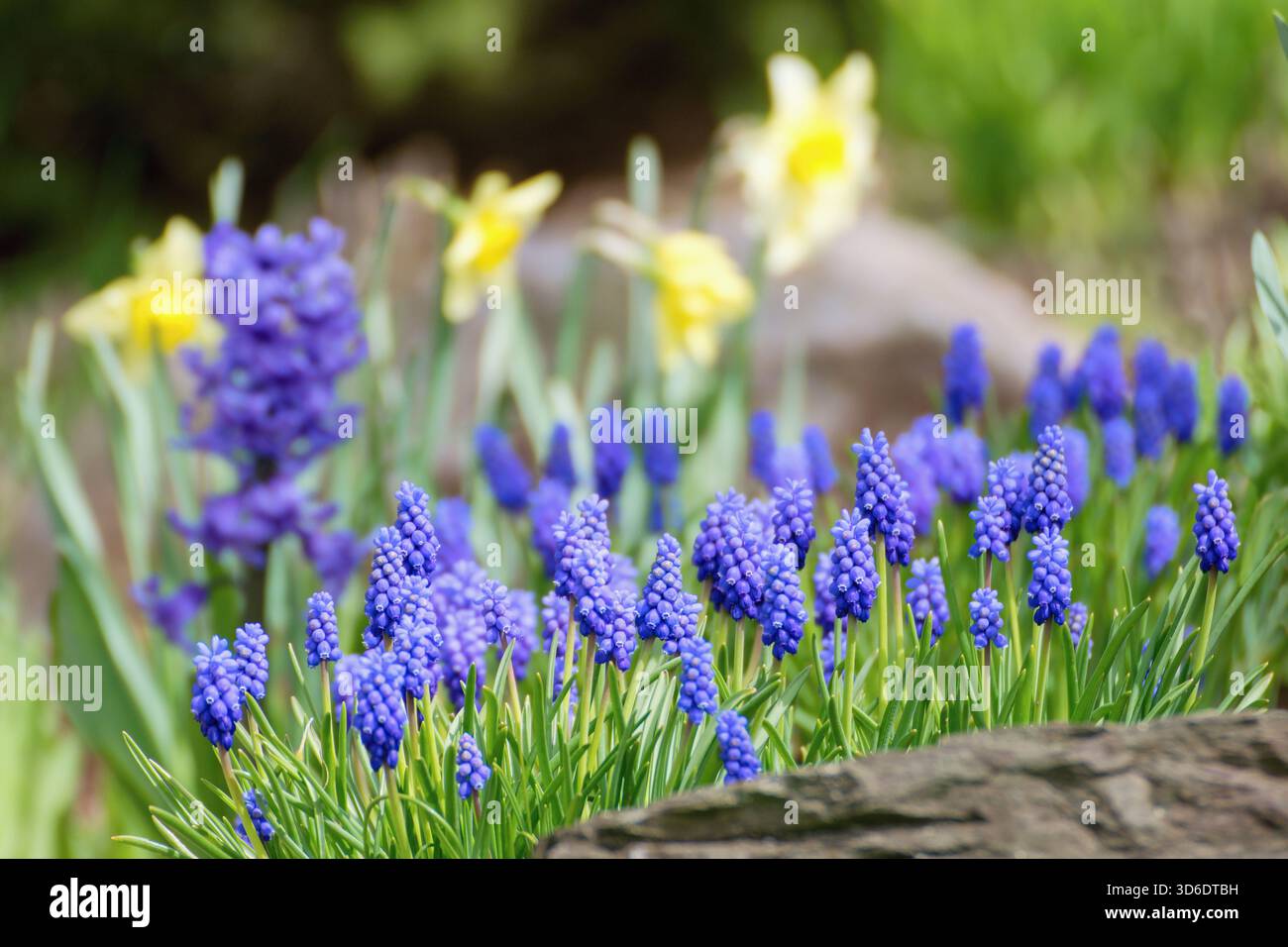 Bouquet blue muscari in hi-res stock photography and images - Alamy
