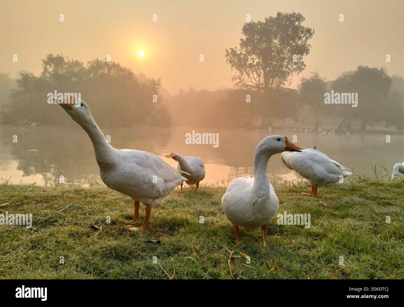 NEW DELHI, INDIA - NOVEMBER 19: Duck at a water Pond at Shakti Sthal ...