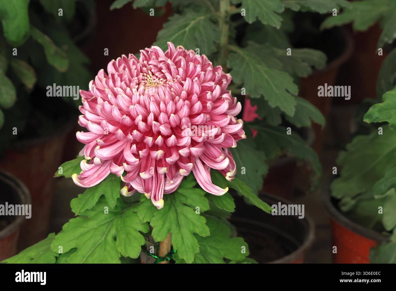Aerial photo shows the colorful chrysanthemum in Sheyang County ...