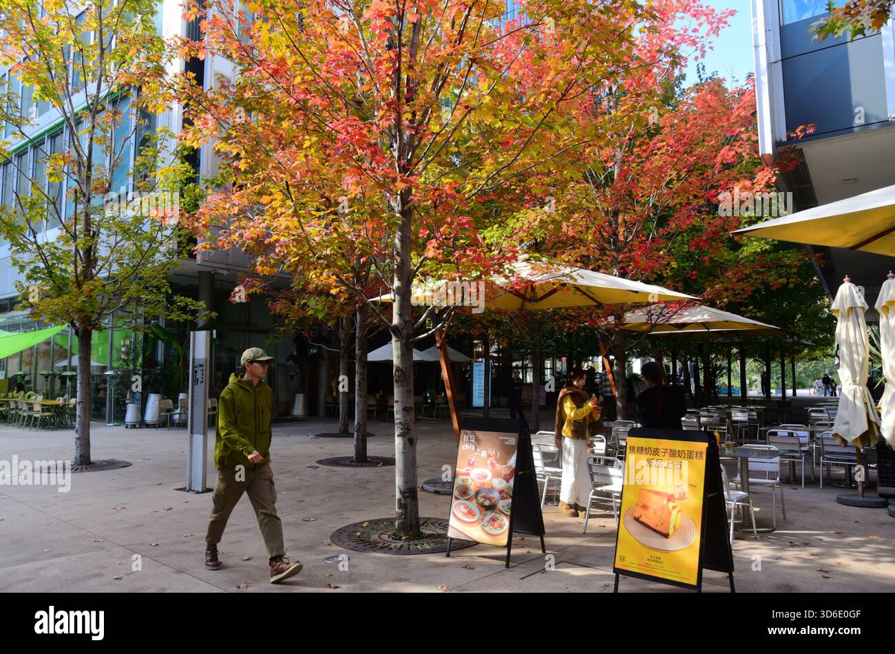 Colorful maple trees in Hangzhou City, east China's Zhejiang Province ...