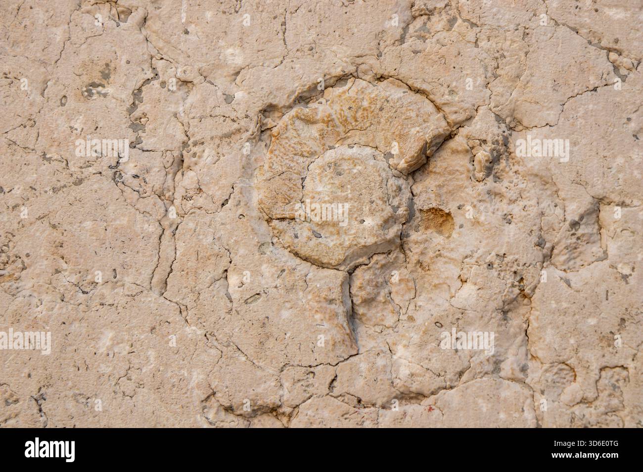 Close-up of textured limestone with a rough, weathered surface, showing ...