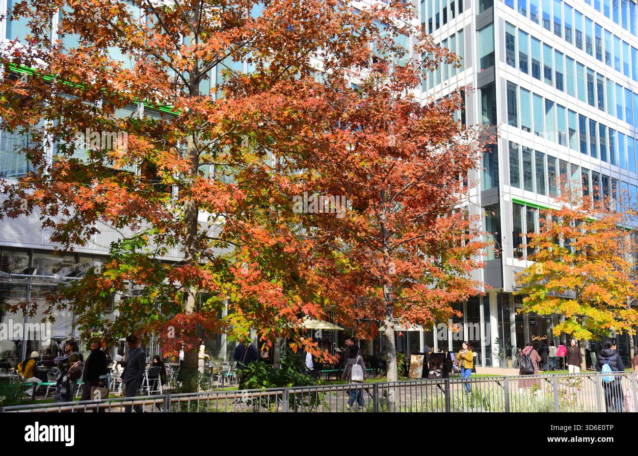 Colorful maple trees in Hangzhou City, east China's Zhejiang Province ...