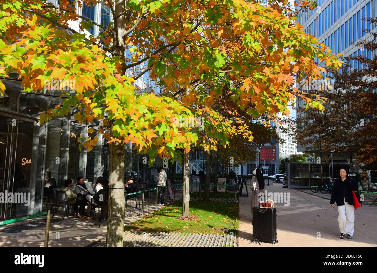 Colorful maple trees in Hangzhou City, east China's Zhejiang Province ...