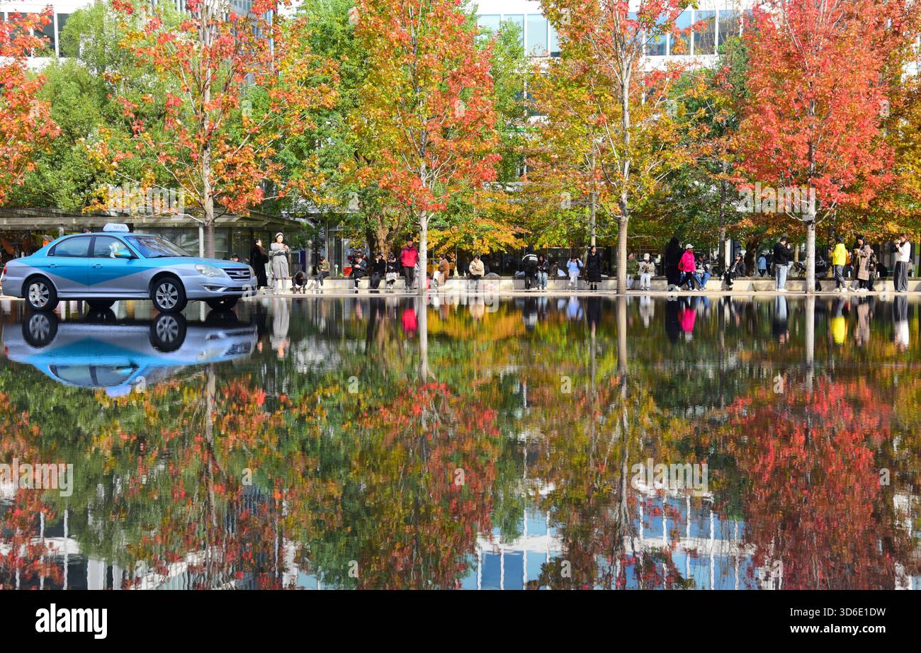 Colorful maple trees in Hangzhou City, east China's Zhejiang Province ...