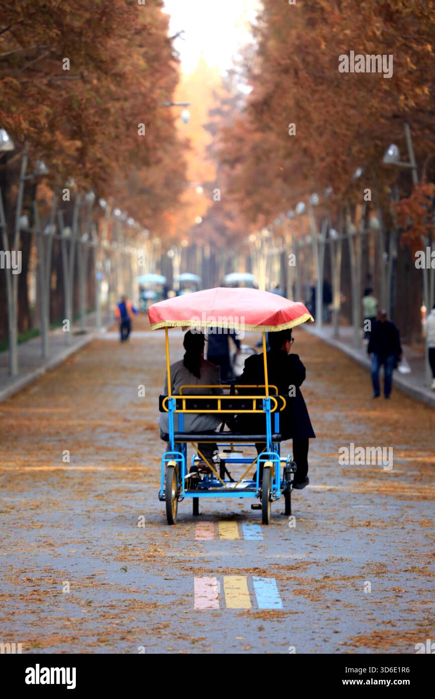 People enjoy early winter scenery at a forest park in Rizhao City, east ...