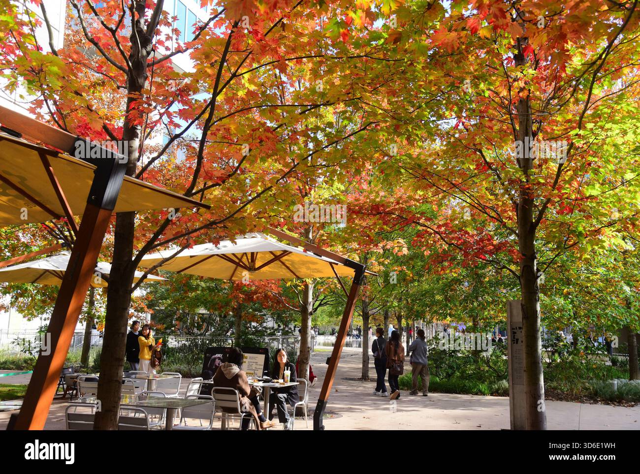 Colorful maple trees in Hangzhou City, east China's Zhejiang Province ...