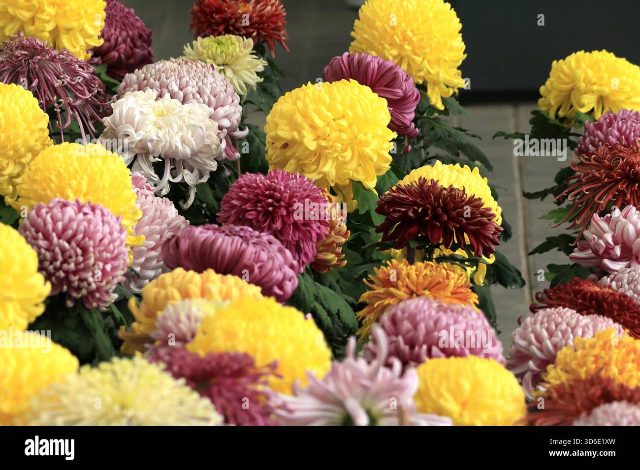 Aerial photo shows the colorful chrysanthemum in Sheyang County ...