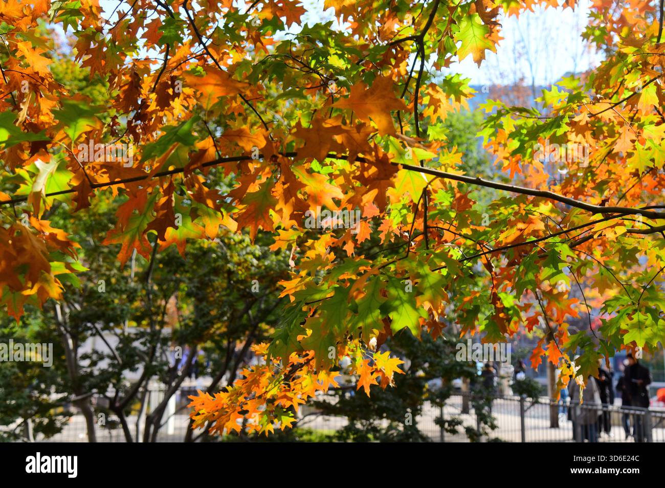 Colorful maple trees in Hangzhou City, east China's Zhejiang Province ...