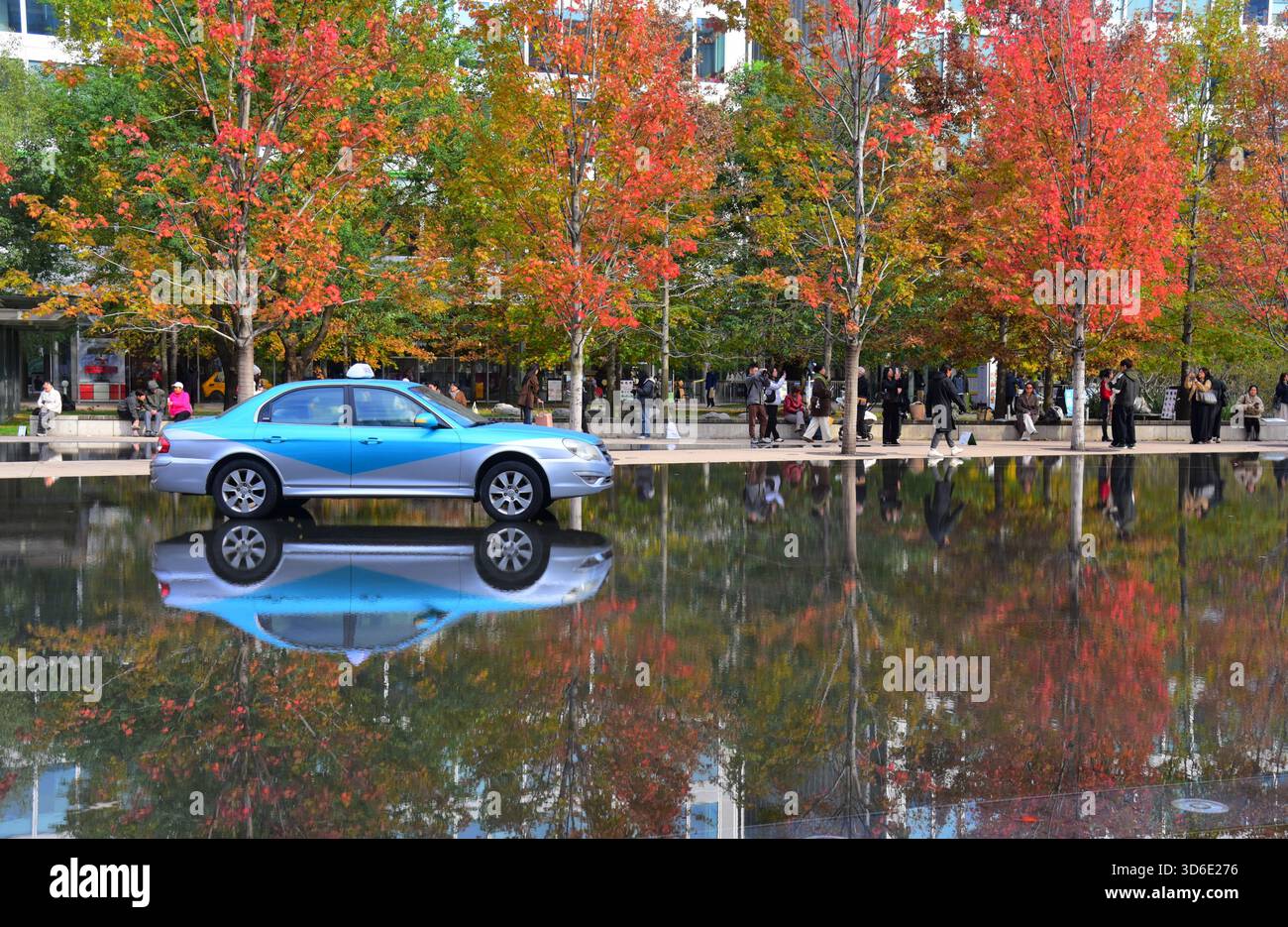 Colorful maple trees in Hangzhou City, east China's Zhejiang Province ...