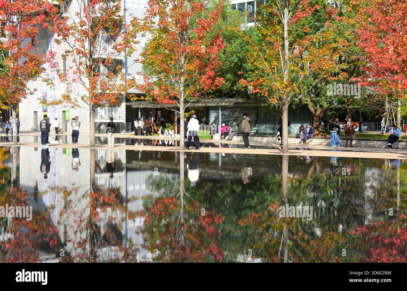 Colorful maple trees in Hangzhou City, east China's Zhejiang Province ...