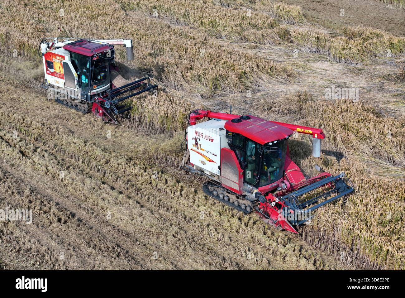 Aerial photo shows farmers harvesting rice in the field in Baoying ...