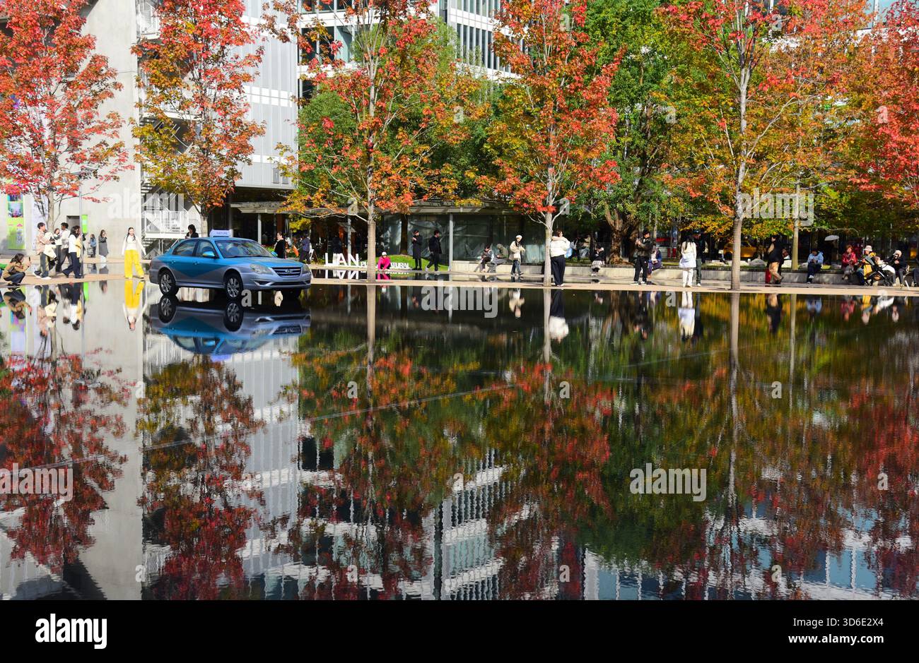 Colorful maple trees in Hangzhou City, east China's Zhejiang Province ...