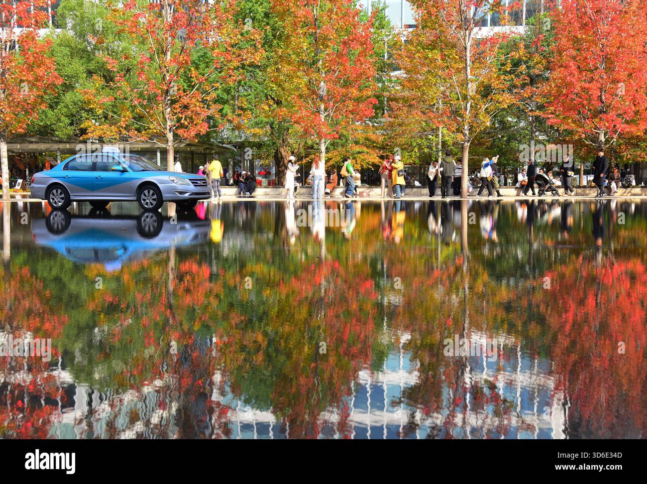 Colorful maple trees in Hangzhou City, east China's Zhejiang Province ...