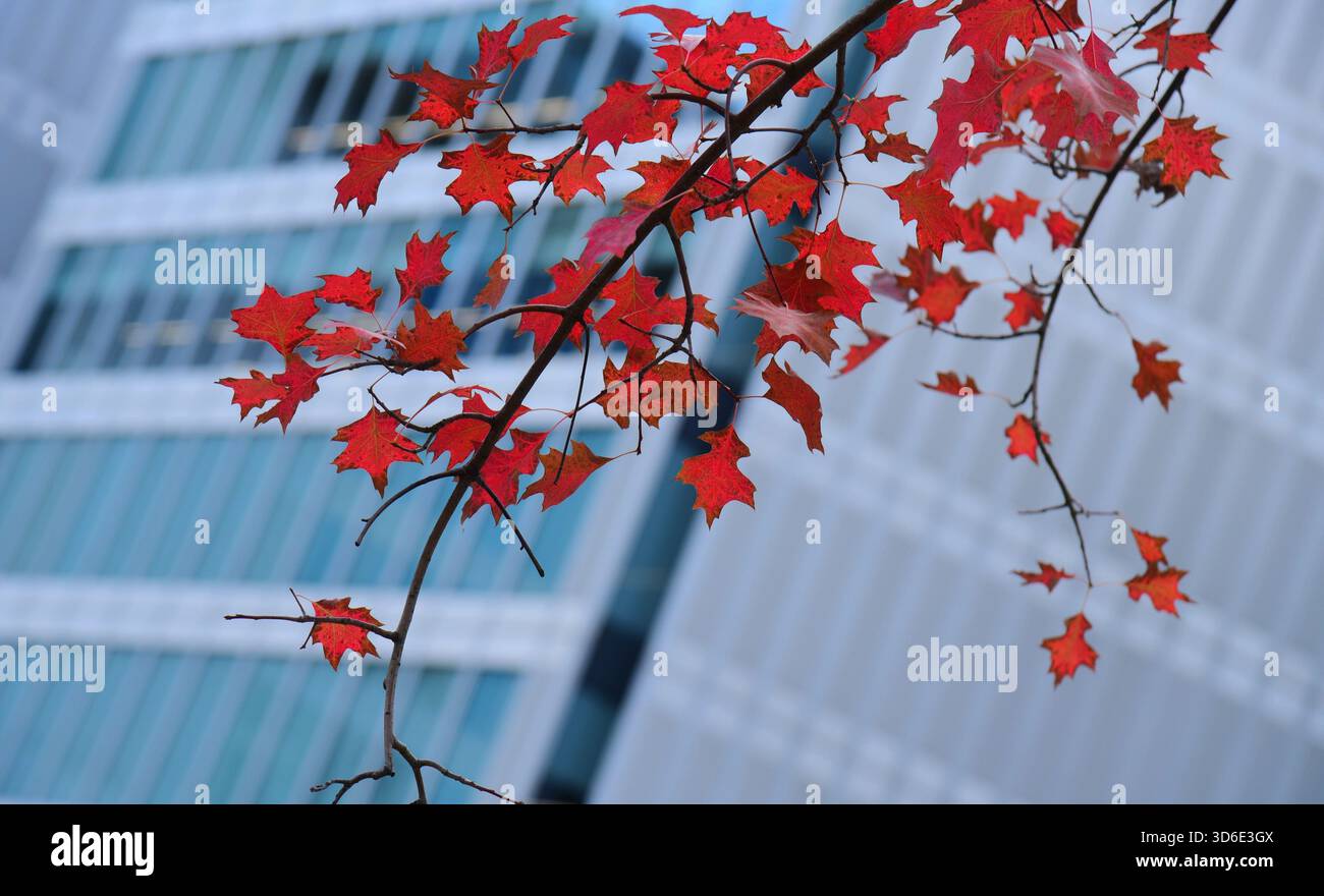 Colorful maple trees in Hangzhou City, east China's Zhejiang Province ...