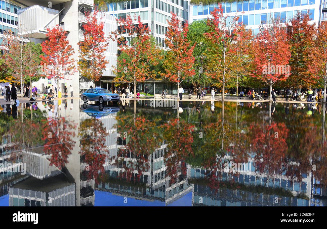 Colorful maple trees in Hangzhou City, east China's Zhejiang Province ...