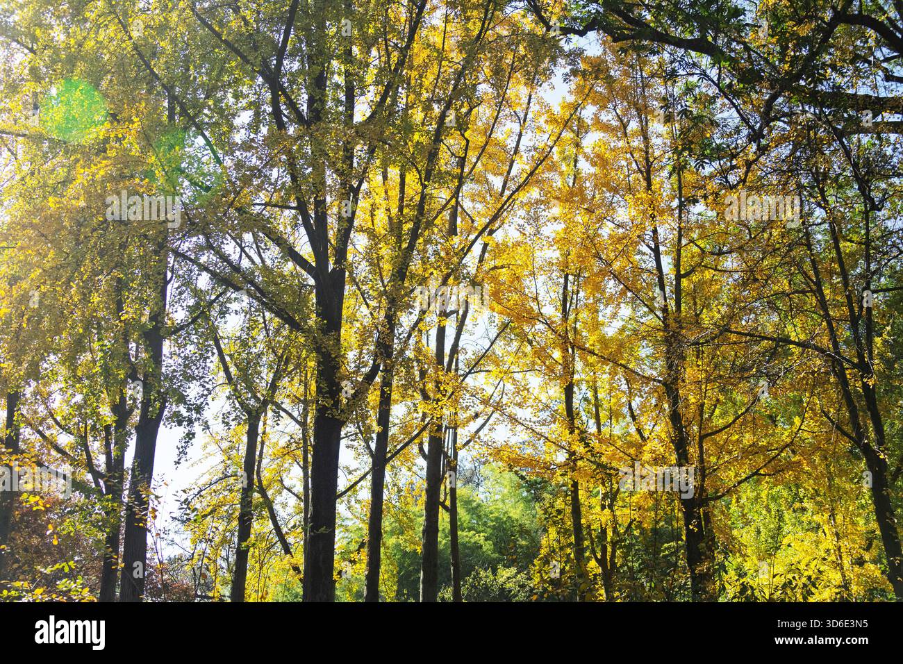 Ginkgo trees enter the best viewing time at Yuhuatai scenic area in ...