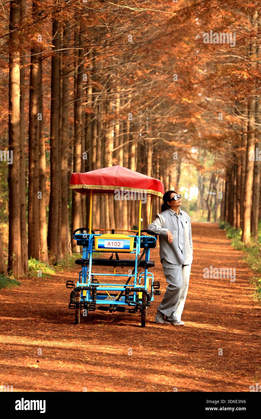 People enjoy early winter scenery at a forest park in Rizhao City, east ...