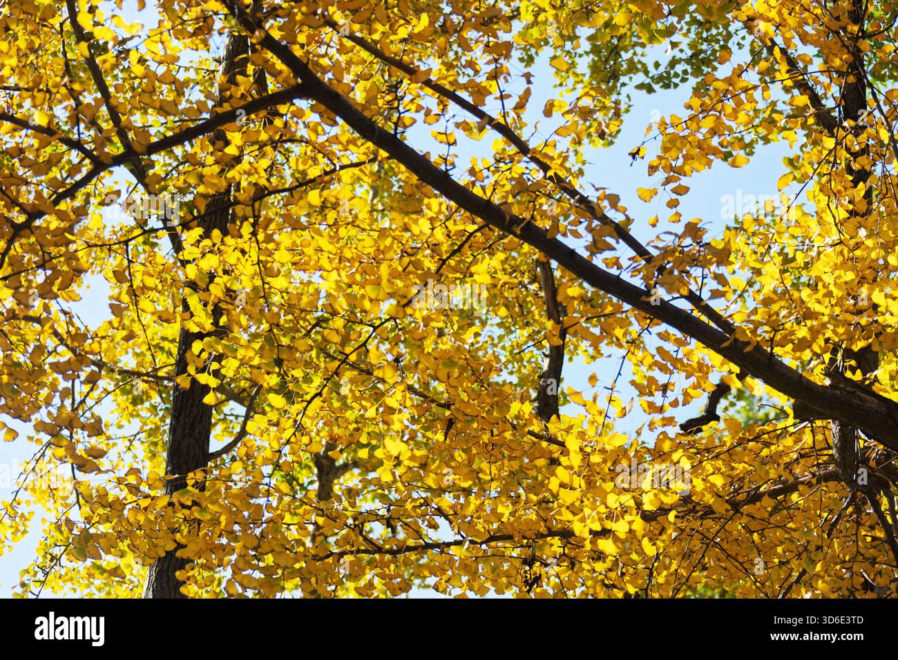 Ginkgo trees enter the best viewing time at Yuhuatai scenic area in ...