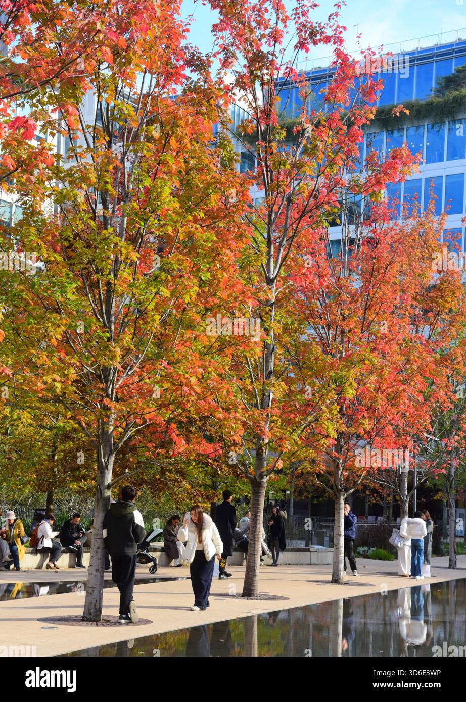 Colorful maple trees in Hangzhou City, east China's Zhejiang Province ...