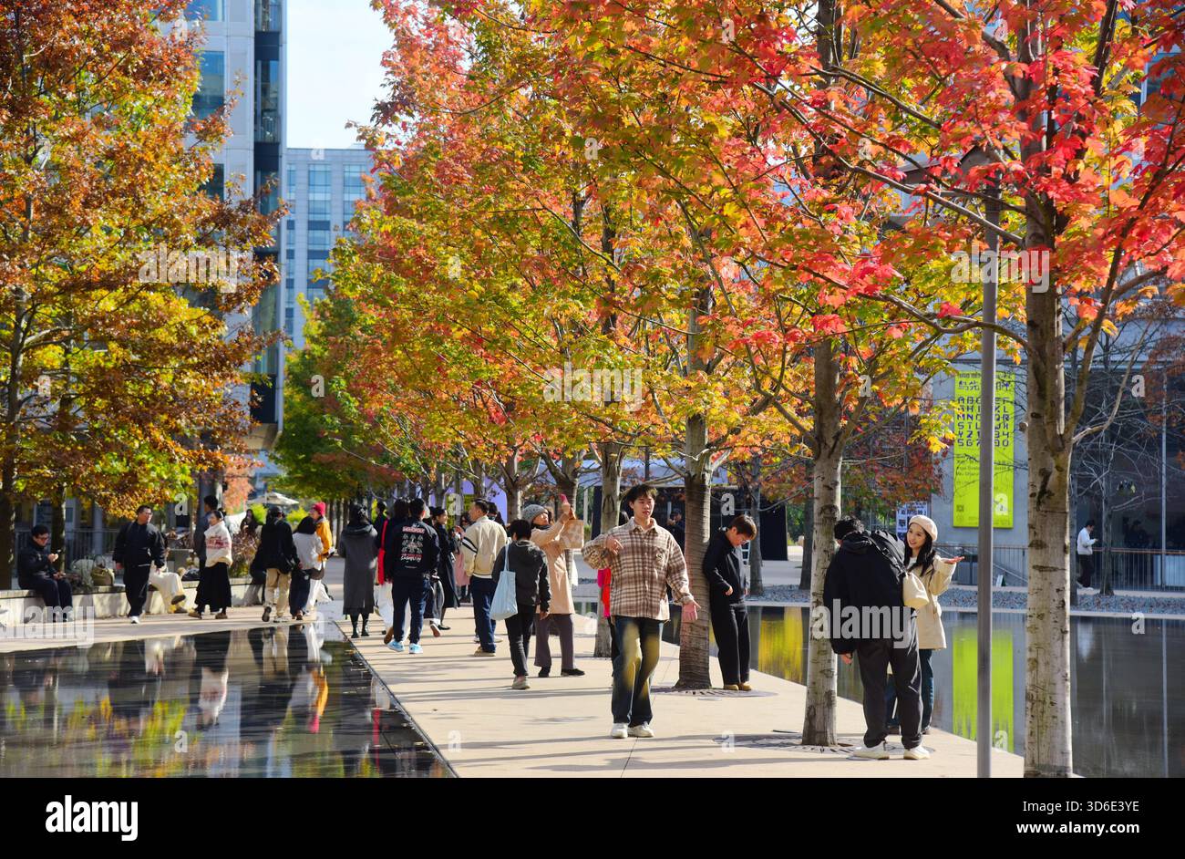 Colorful maple trees in Hangzhou City, east China's Zhejiang Province ...