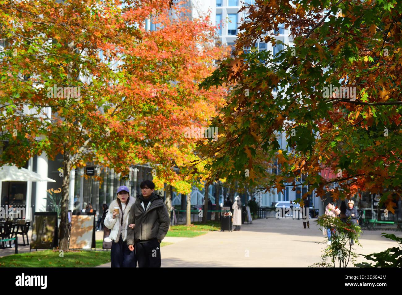 Colorful maple trees in Hangzhou City, east China's Zhejiang Province ...