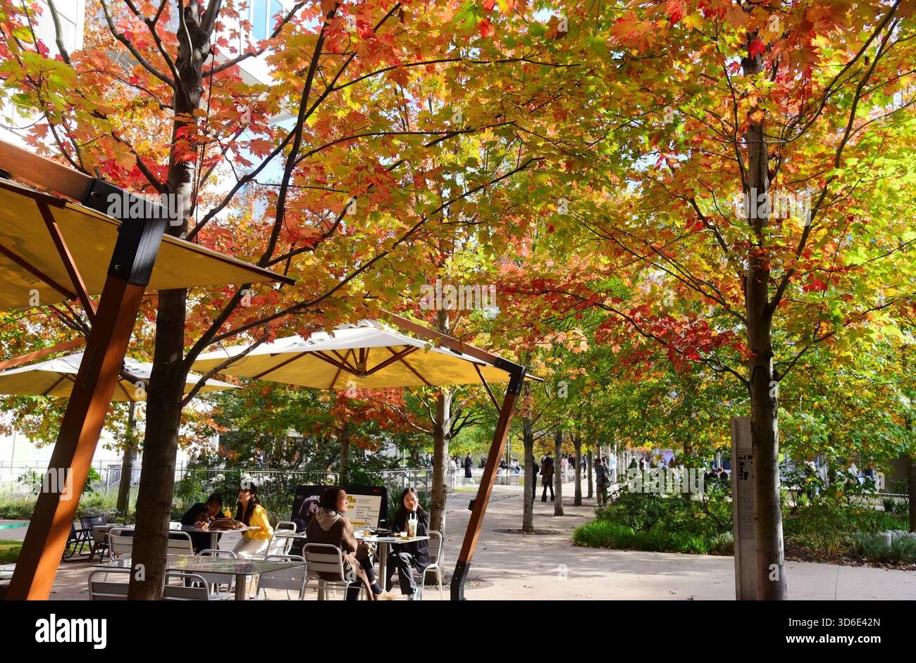 Colorful maple trees in Hangzhou City, east China's Zhejiang Province ...