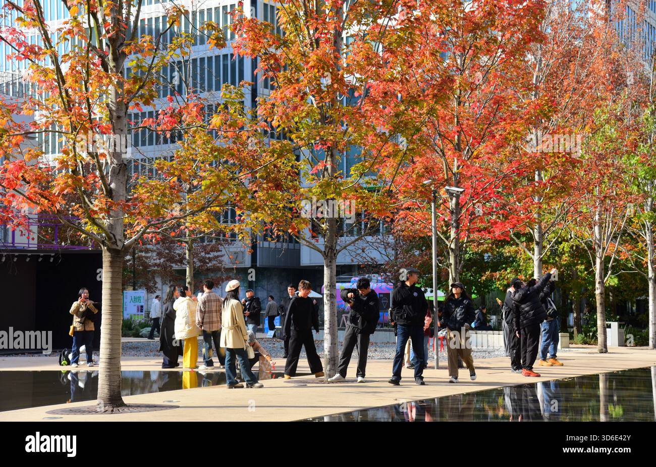 Colorful maple trees in Hangzhou City, east China's Zhejiang Province ...