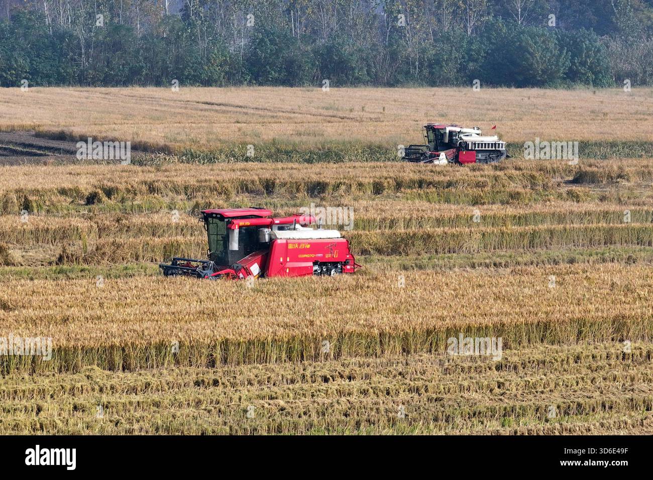 Aerial photo shows farmers harvesting rice in the field in Baoying ...