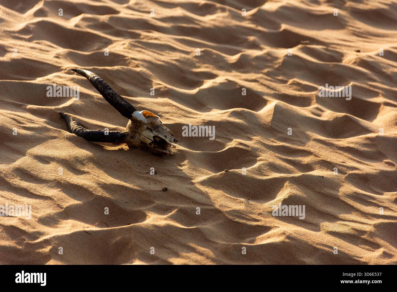 View of a skull with twisting horns resting on undulating golden sand ...