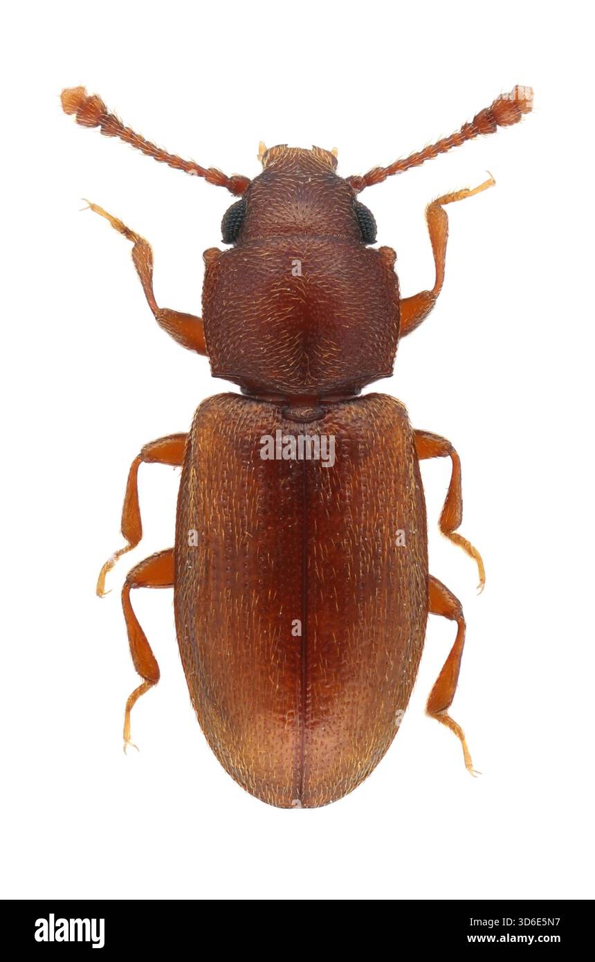 Foreign species protection Cut Out Stock Images & Pictures - Alamy