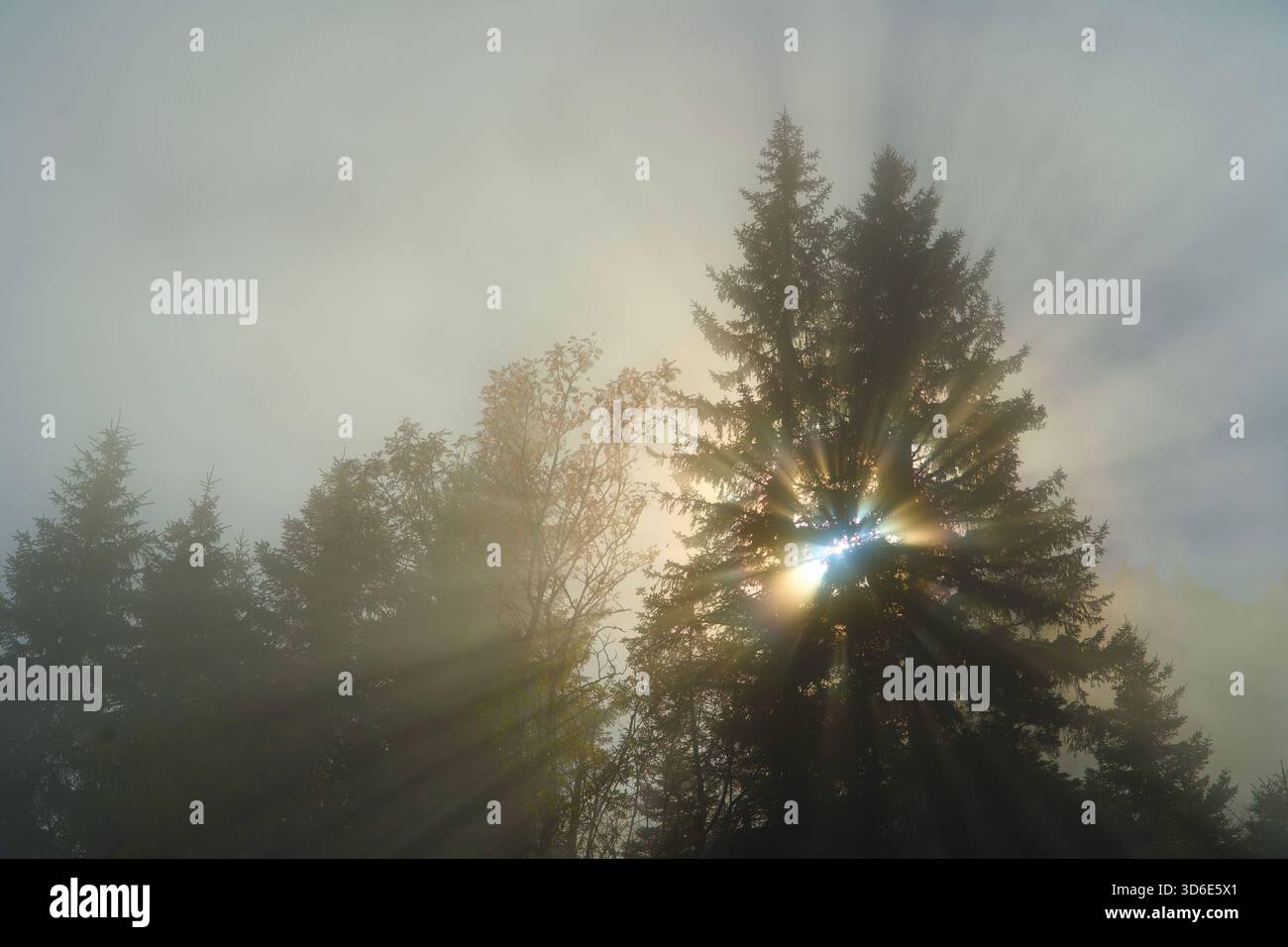Sun rays piercing through misty fog in a coniferous forest at sunrise ...