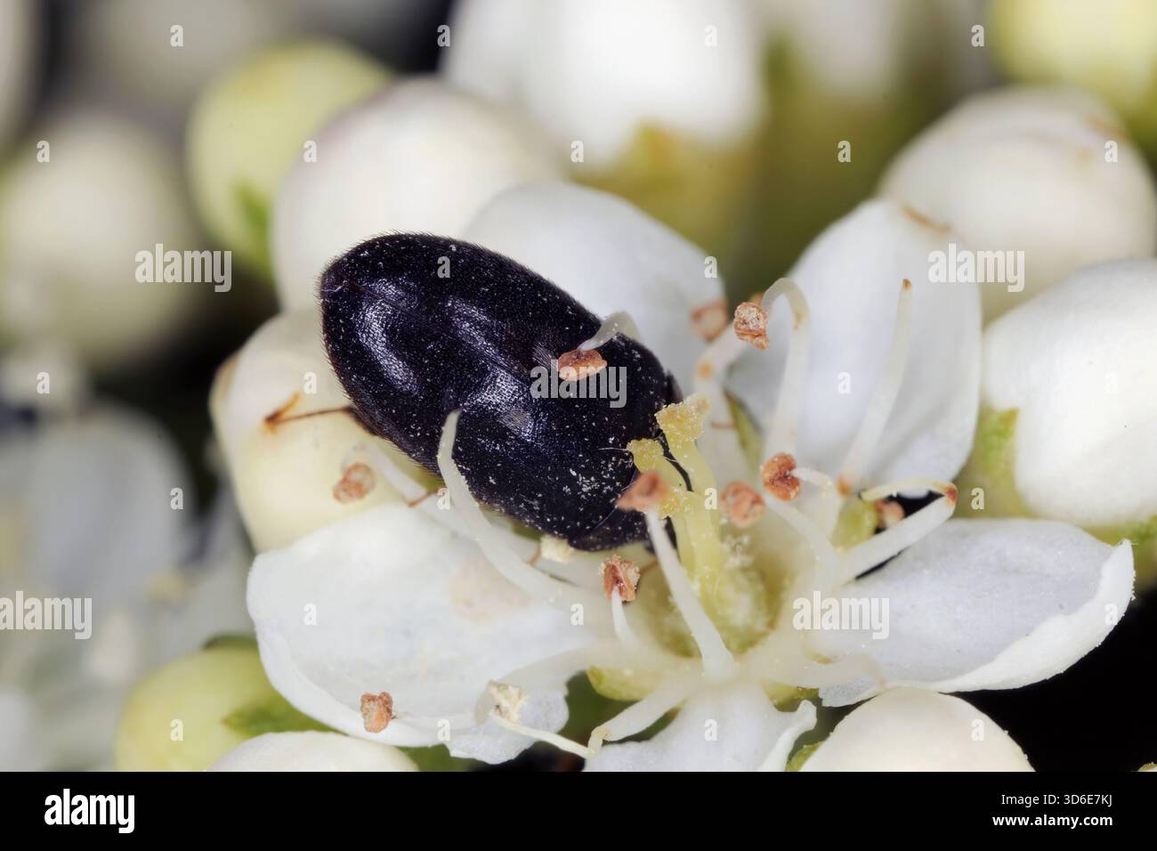 Attagenus pellio, the fur beetle or carpet beetle, is a pest which ...