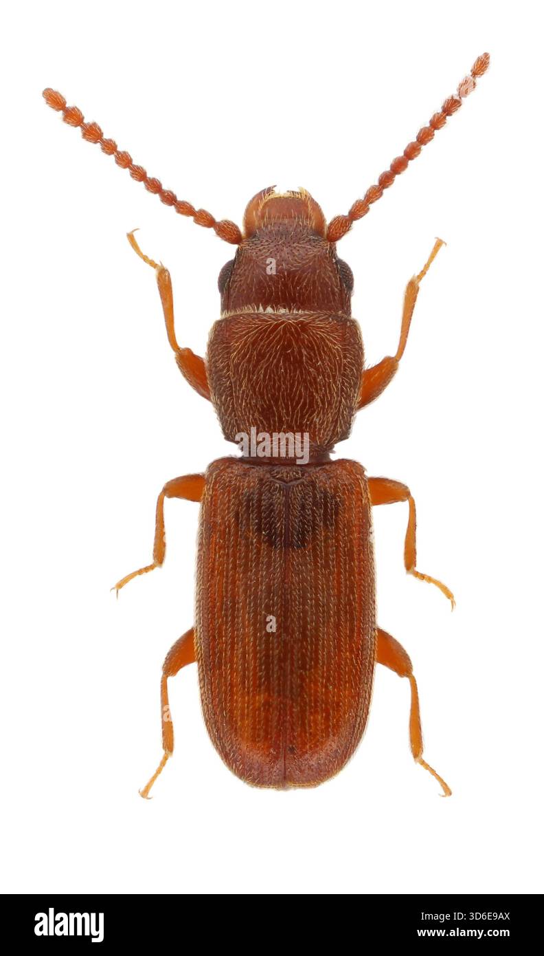 Wheat pests Cut Out Stock Images & Pictures - Alamy