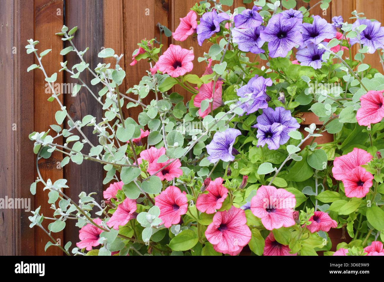 Varieties of petunia and surfinia flowers in the pot in front the door ...