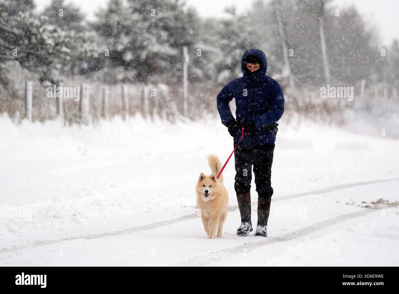 A person walking their dog in the snow on the North York Moors. Snow ...